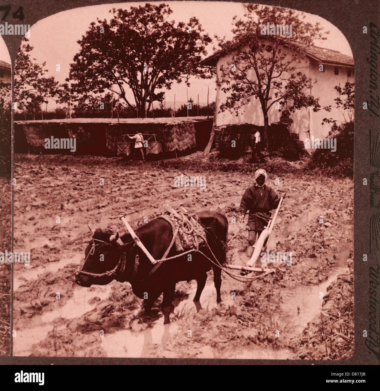 Animal agriculture 1900s High Resolution Stock Photography and Images ...