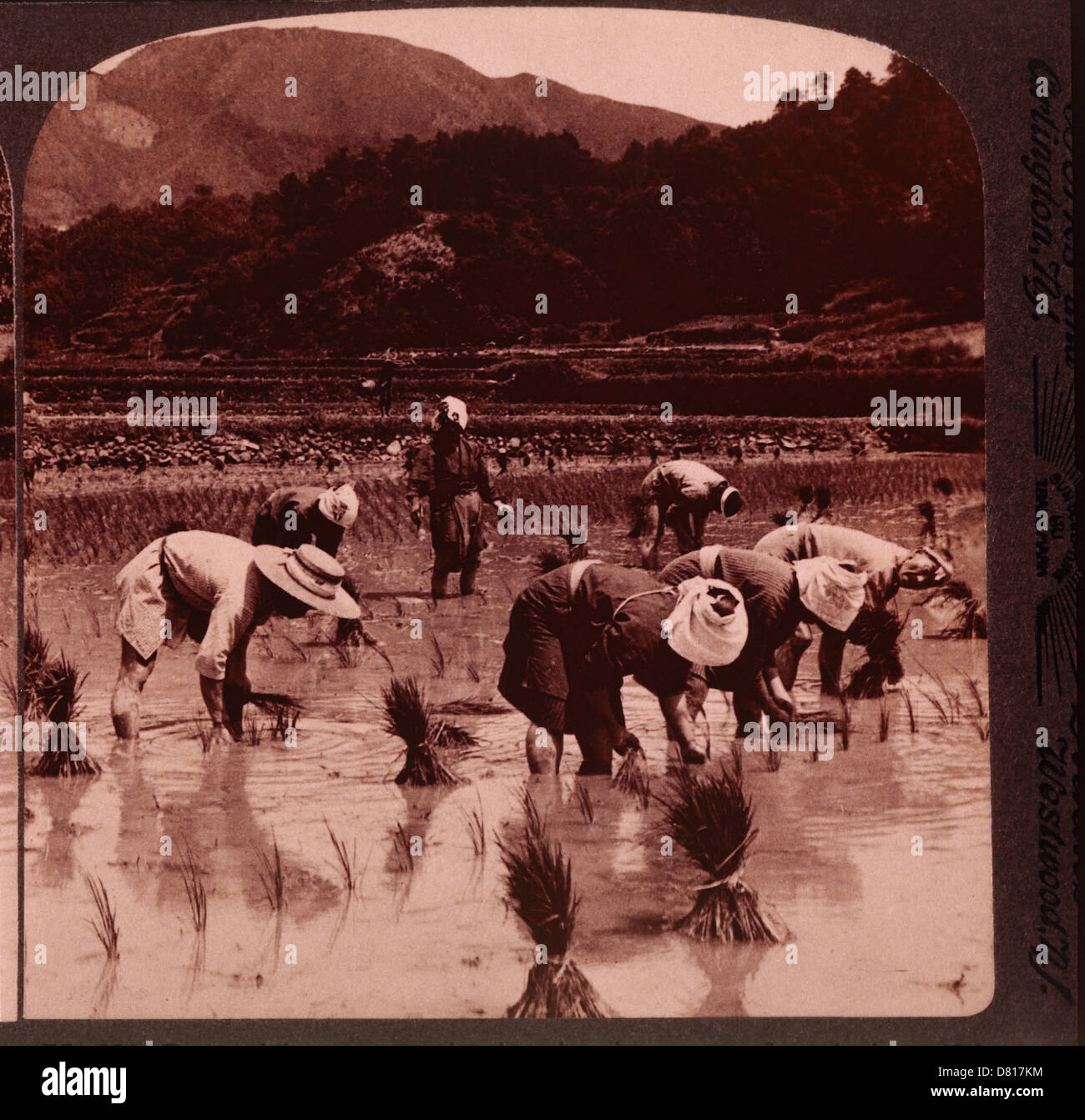 Workers Transplanting Rice Shoots, Japan, Circa 1904 Stock Photo - Alamy
