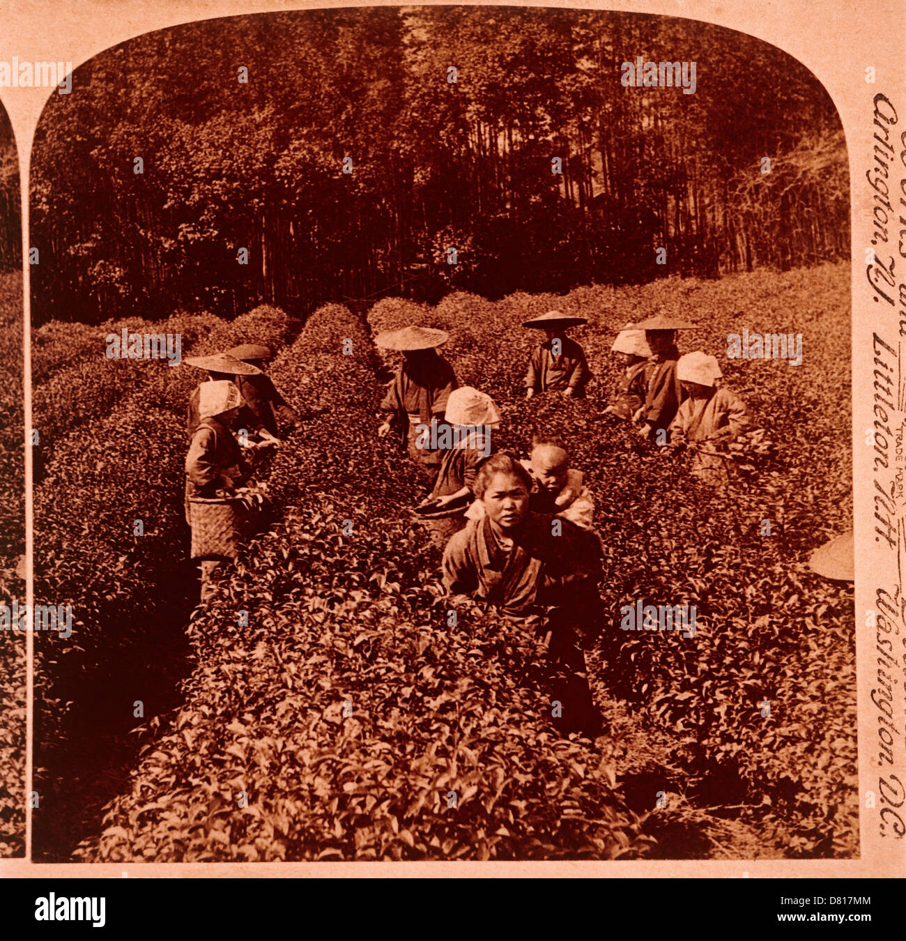 Workers Picking Tea Leaves, Japan, Circa 1896 Stock Photo - Alamy