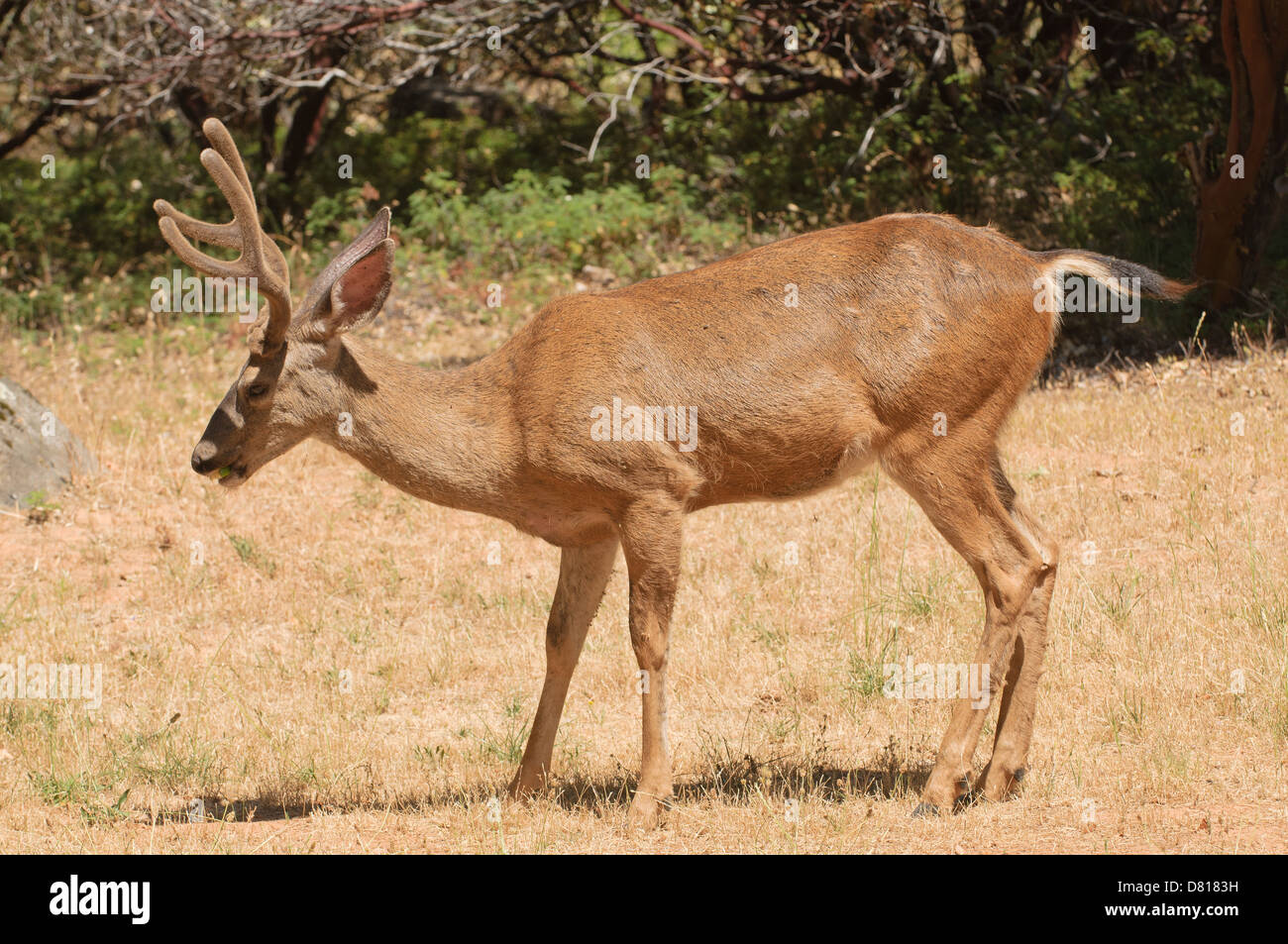 Black tailed buck hi-res stock photography and images - Alamy