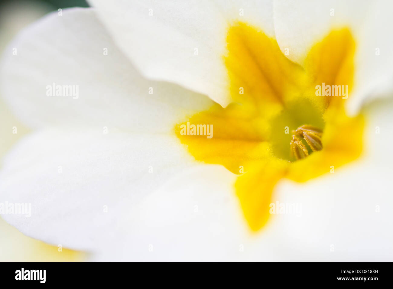 Common flora hi-res stock photography and images - Alamy