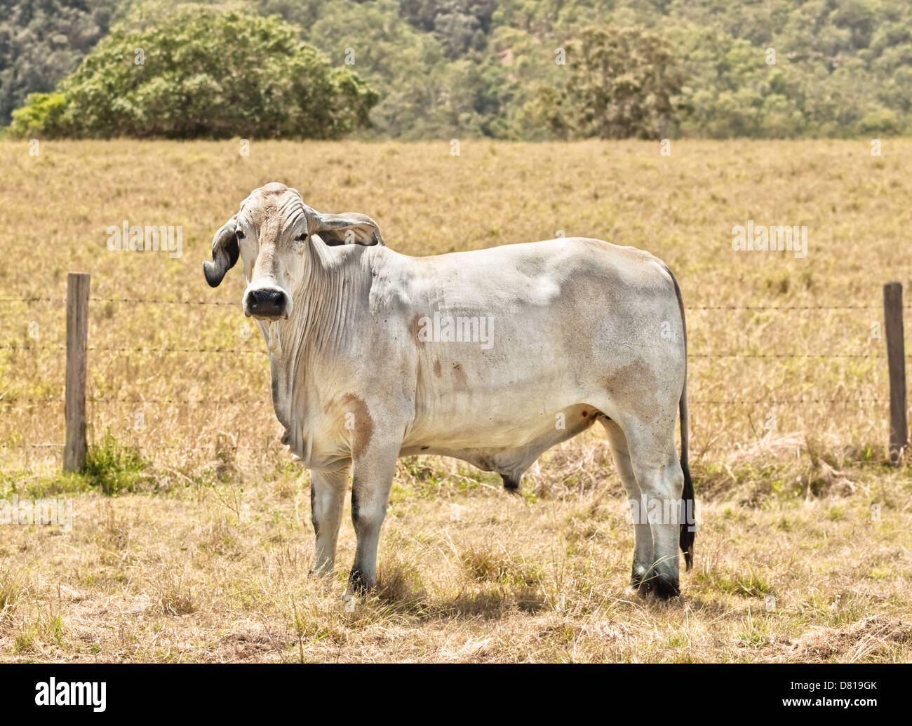 Brahman beef cattle on an Australian ranch Stock Photo - Alamy