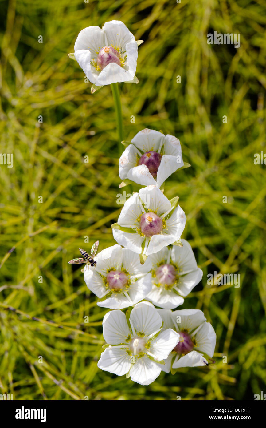 Parnassia palustris hi-res stock photography and images - Alamy