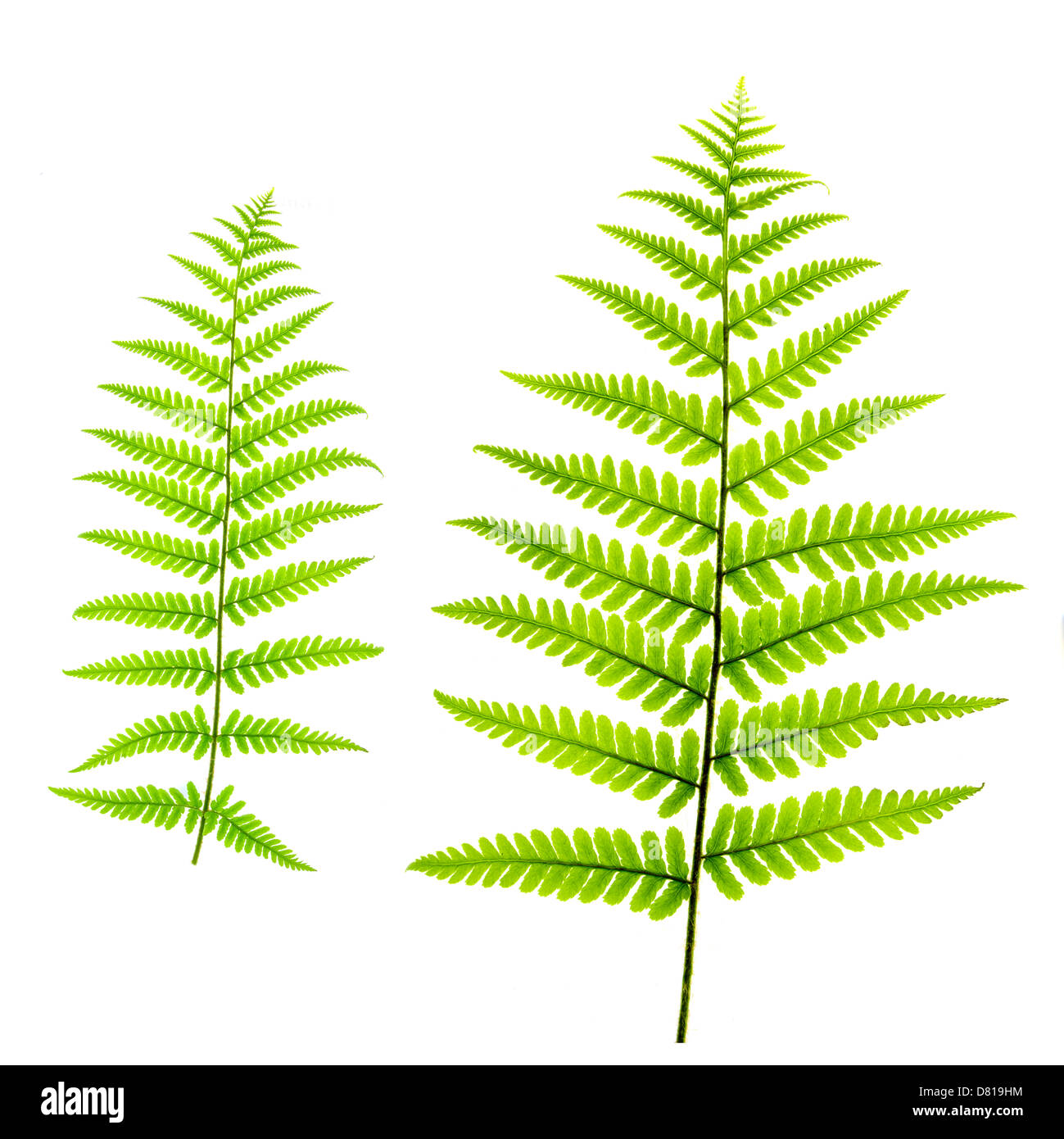 Bright green fern leaves Cut Out Stock Images & Pictures - Alamy