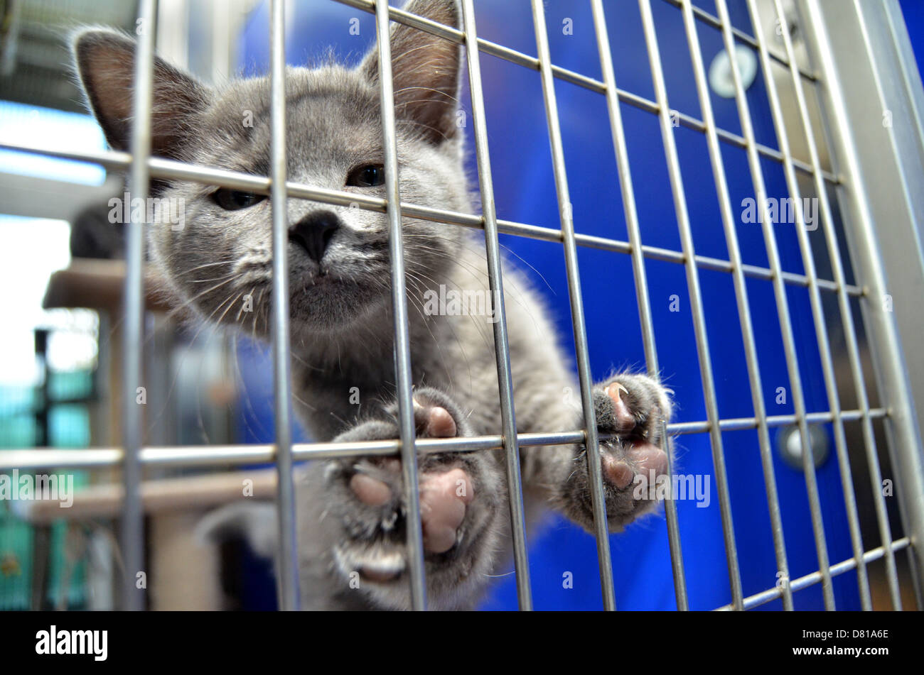 A young kitten in a cattery. Located in Hayle, Cornwall (England Stock ...