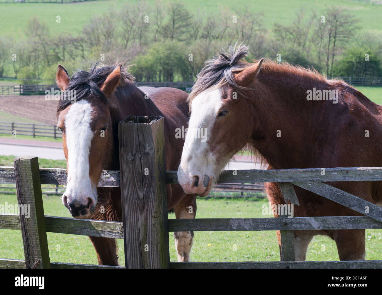Clydesdale Horse Uk High Resolution Stock Photography and Images - Alamy