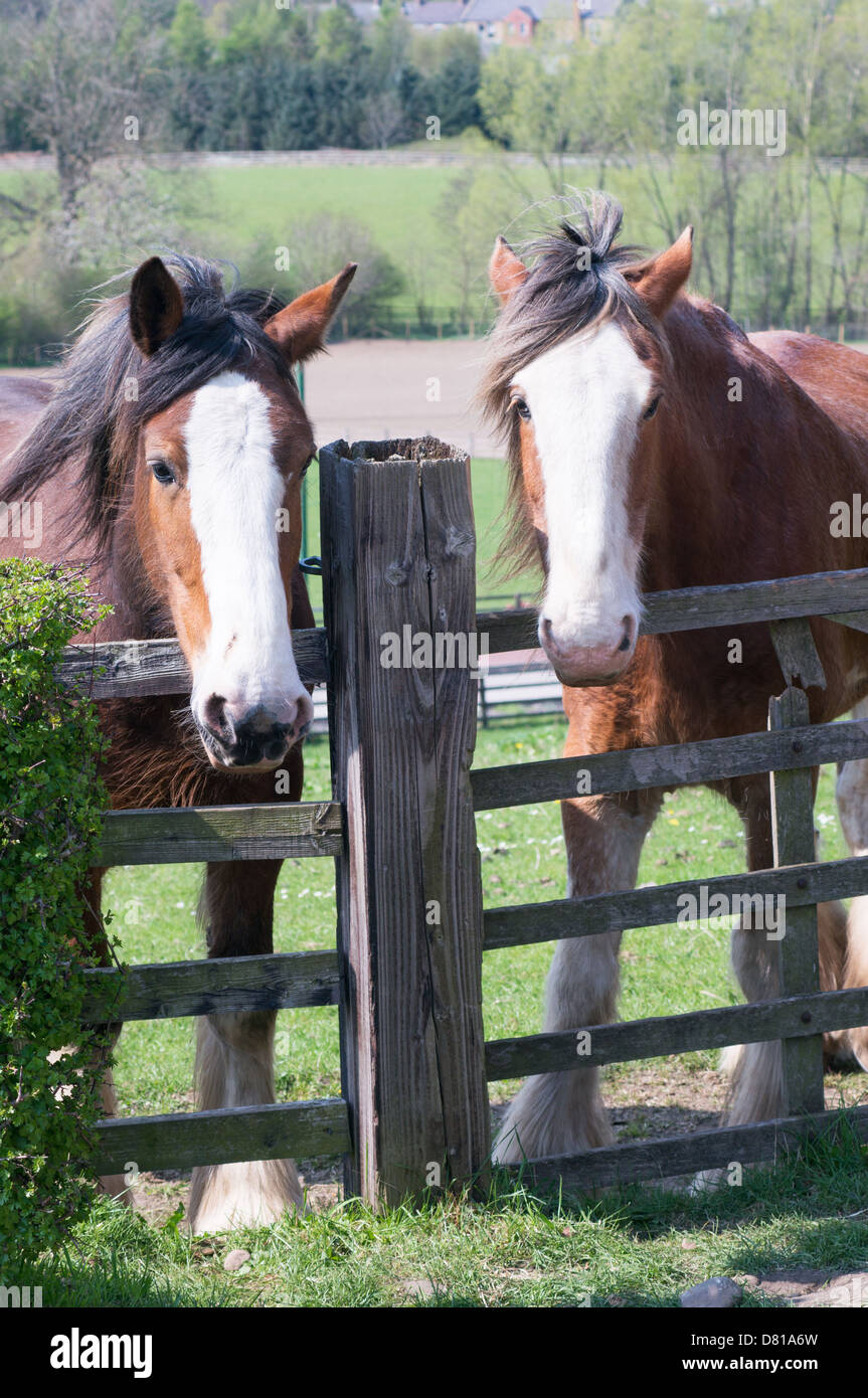 Clydesdale hi-res stock photography and images - Alamy