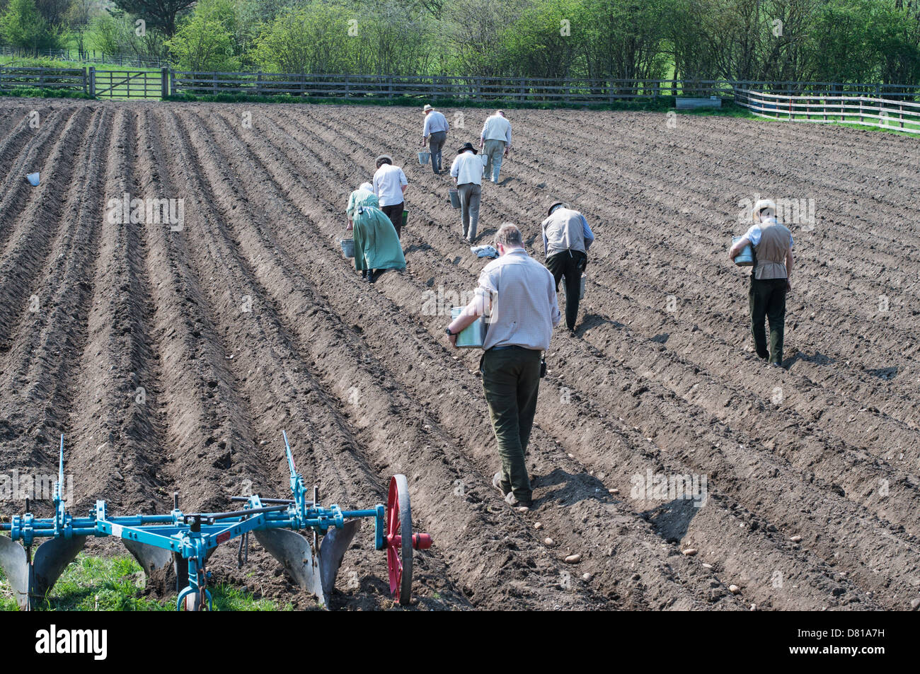 People Planting potatoes by hand in a field Beamish Museum north east ...