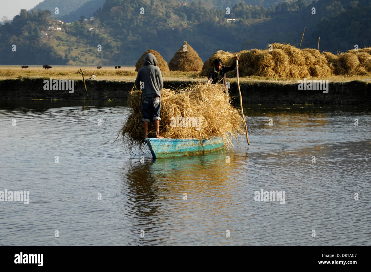 Nepal. Harvesting hay in the fields in Nepal and transporting the hay ...