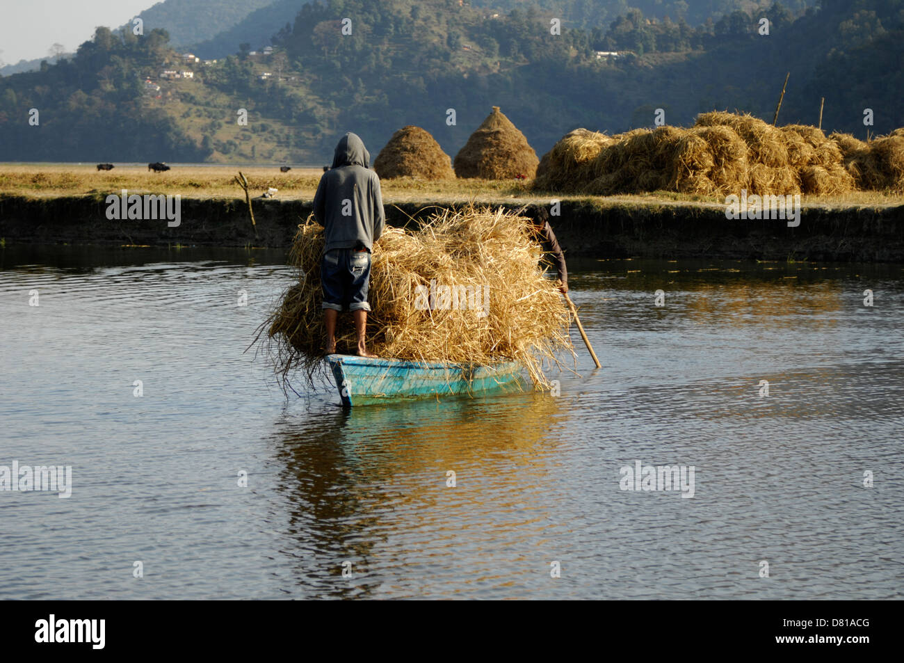 Nepal. Harvesting hay in the fields in Nepal and transporting the hay ...