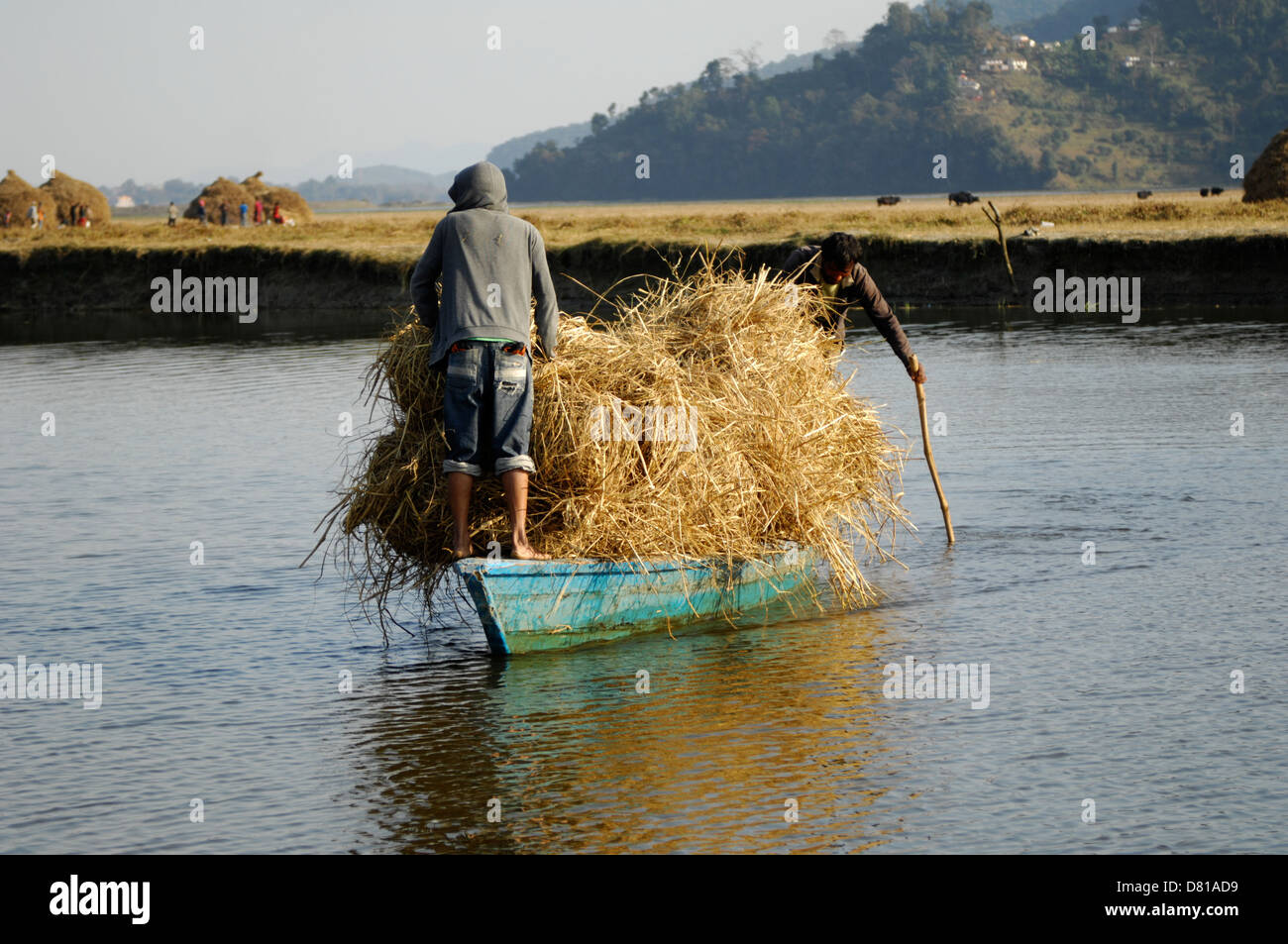 Nepal. Harvesting hay in the fields in Nepal and transporting the hay ...