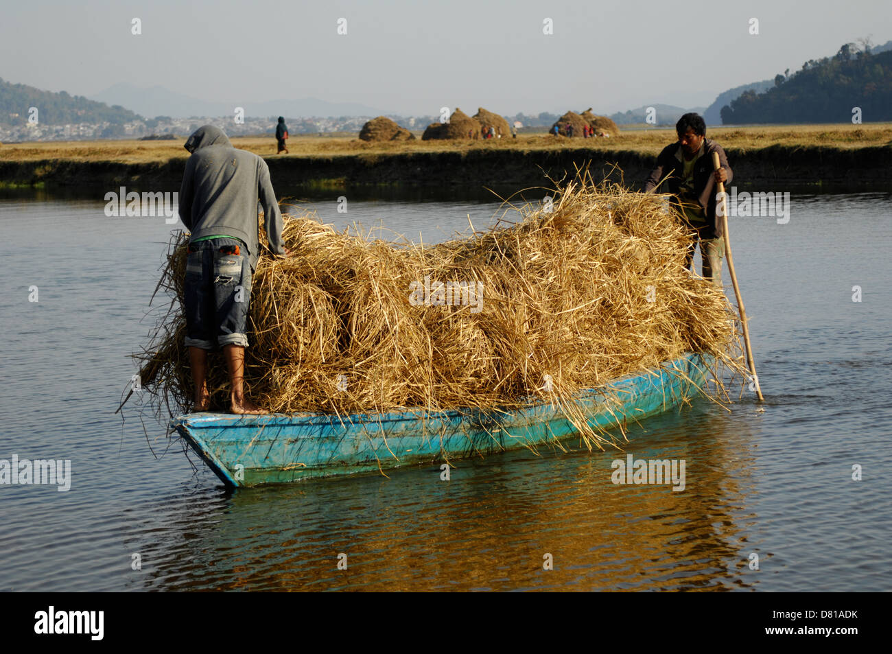 Nepal. Harvesting hay in the fields in Nepal and transporting the hay ...