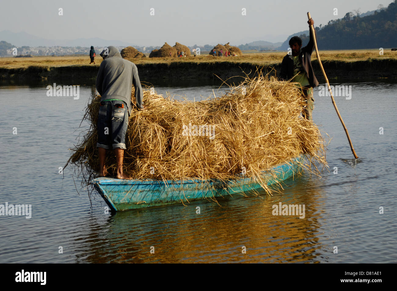 Nepal. Harvesting hay in the fields in Nepal and transporting the hay ...