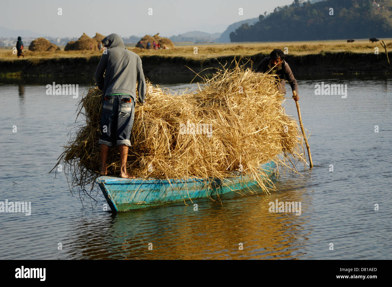 Nepal. Harvesting hay in the fields in Nepal and transporting the hay ...