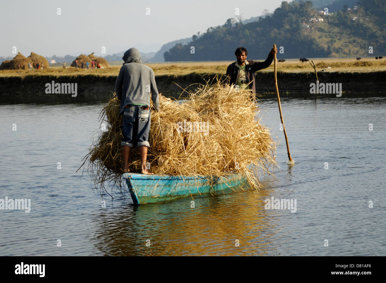 Nepal. Harvesting hay in the fields in Nepal and transporting the hay ...