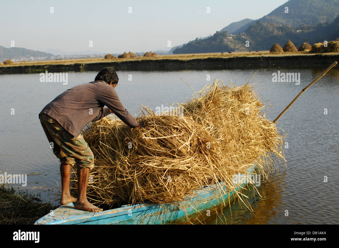 Nepal. Harvesting hay in the fields in Nepal and transporting the hay ...