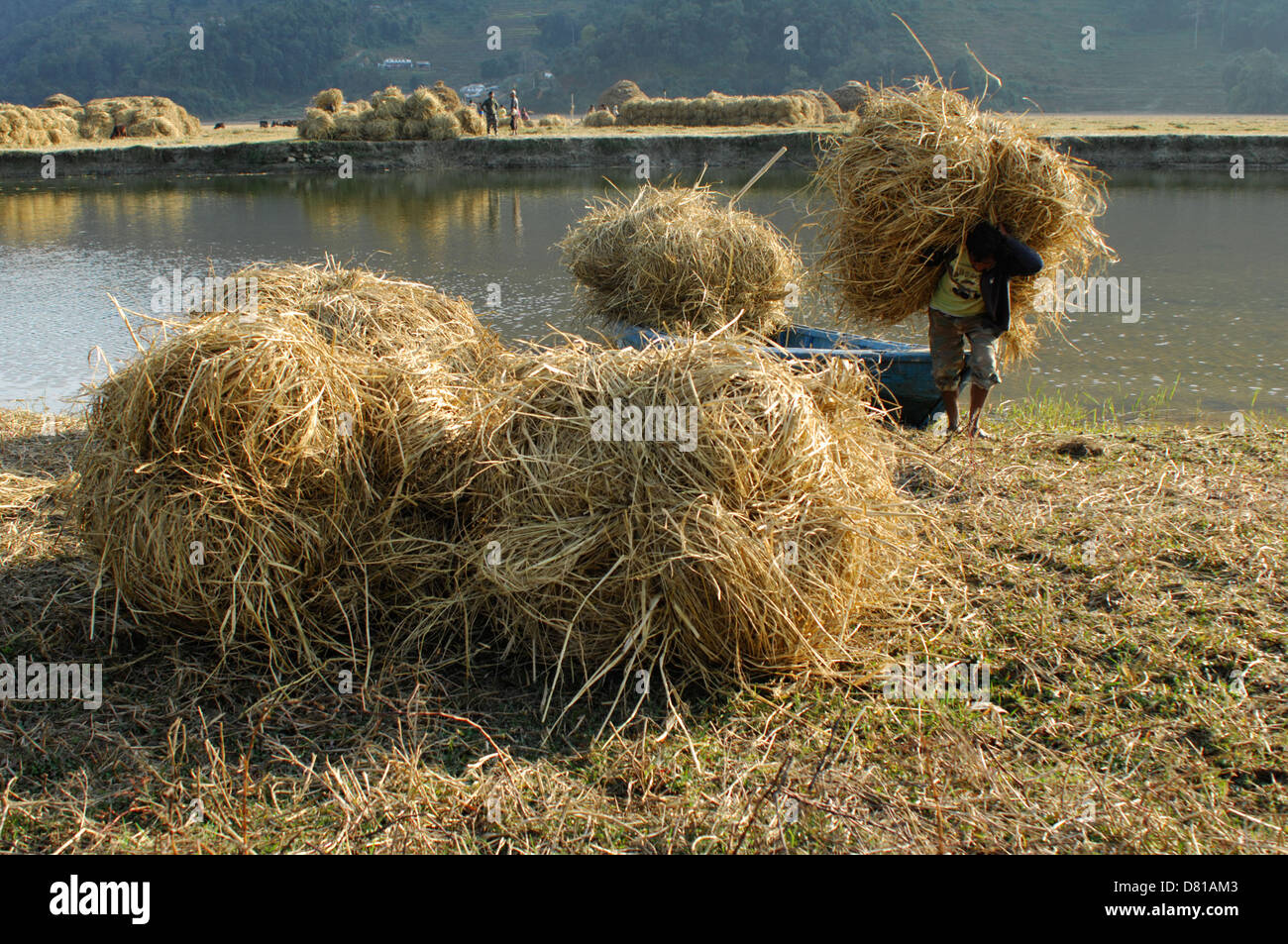 Nepal. Harvesting hay in the fields in Nepal and transporting the hay ...