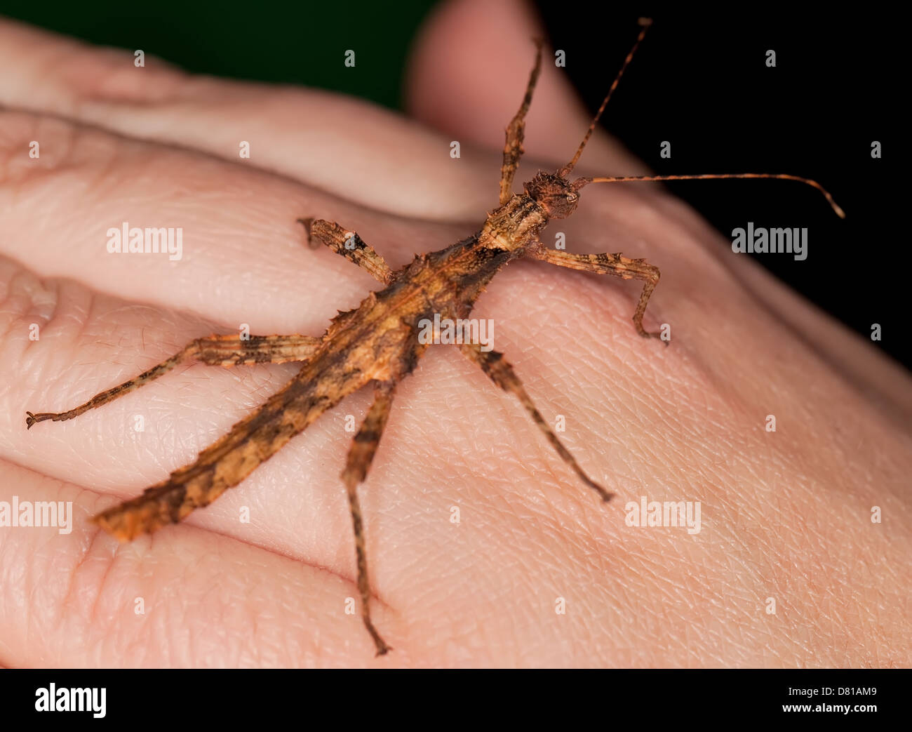 Sungay stick insect sungaya hi-res stock photography and images - Alamy