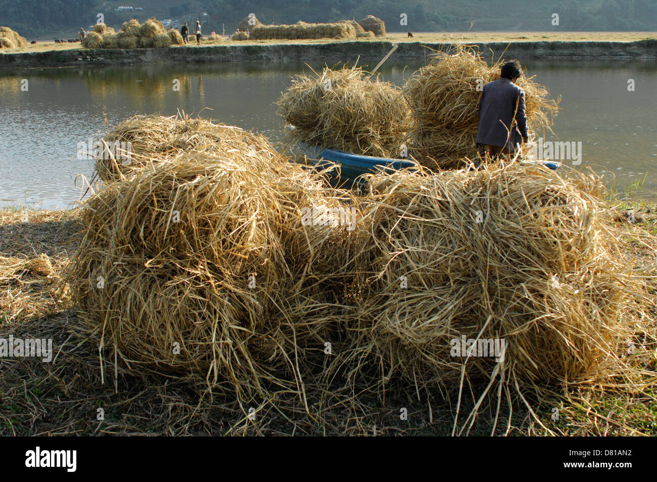 Nepal. Harvesting hay in the fields in Nepal and transporting the hay ...