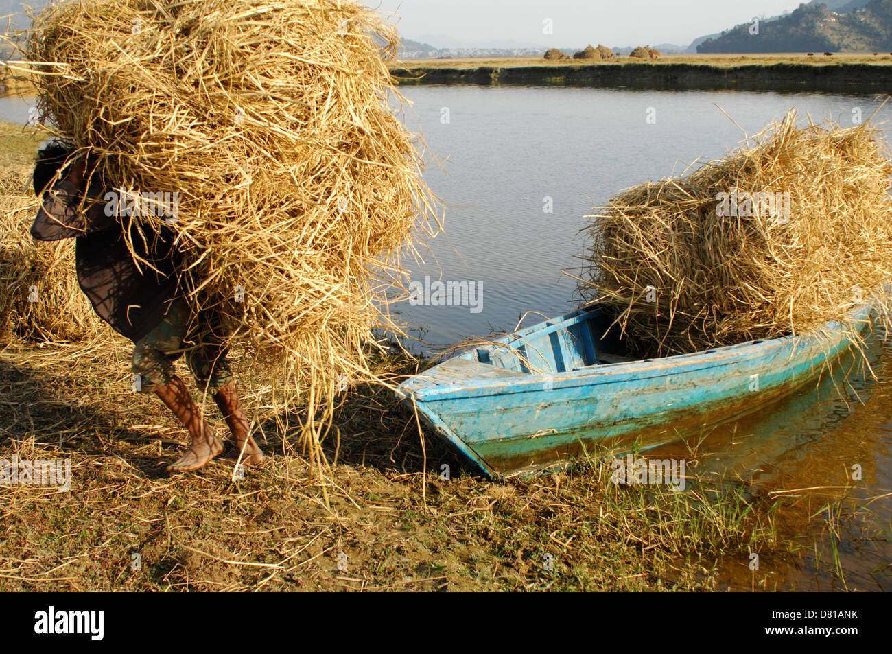 Nepal. Harvesting hay in the fields in Nepal and transporting the hay ...