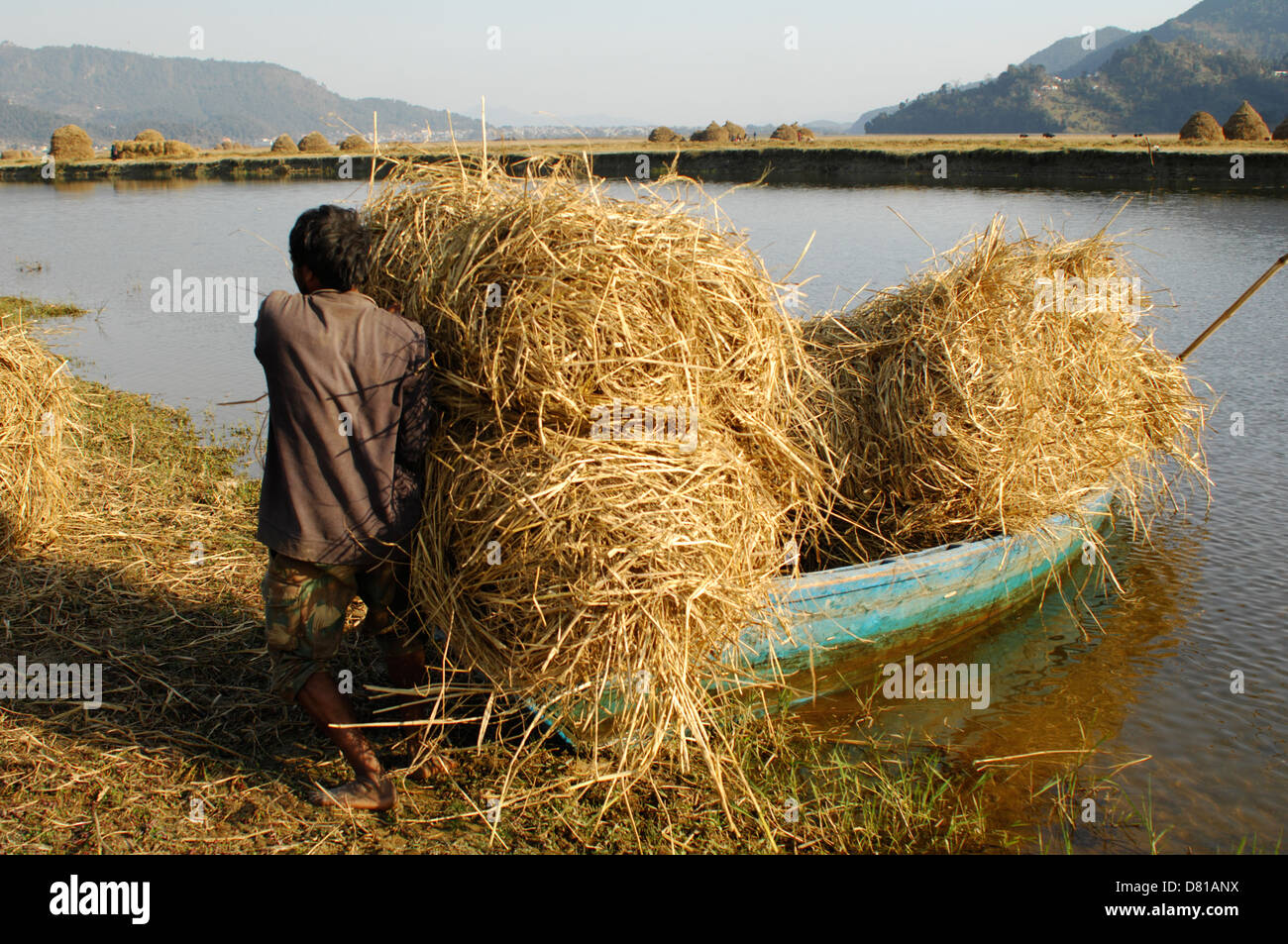 Nepal. Harvesting hay in the fields in Nepal and transporting the hay ...