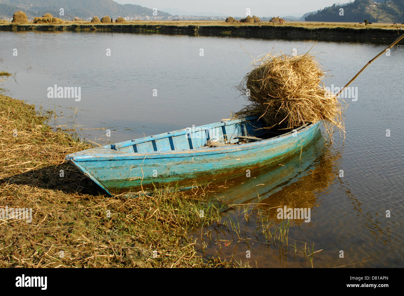 Nepal. Harvesting hay in the fields in Nepal and transporting the hay ...