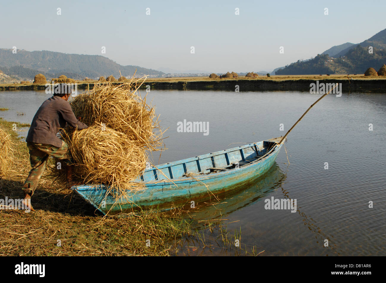 Nepal. Harvesting hay in the fields in Nepal and transporting the hay ...