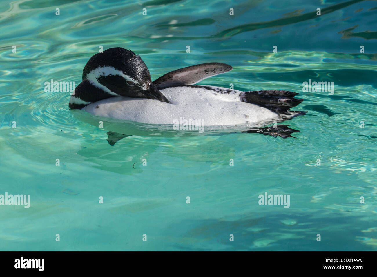 Penguin having a scratch in the water Stock Photo - Alamy