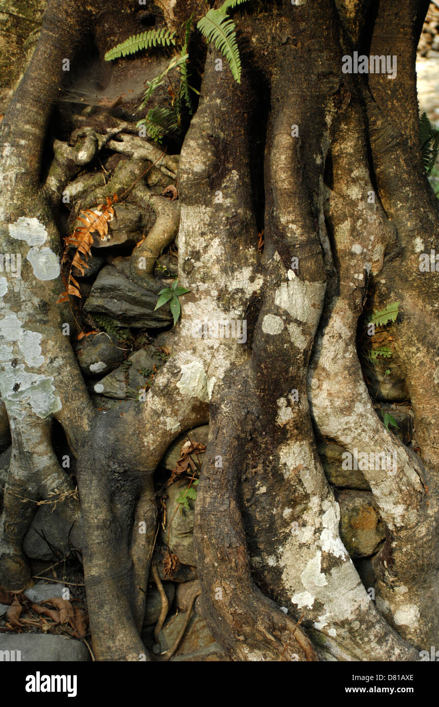 rootwad, root system. Asia Stock Photo - Alamy