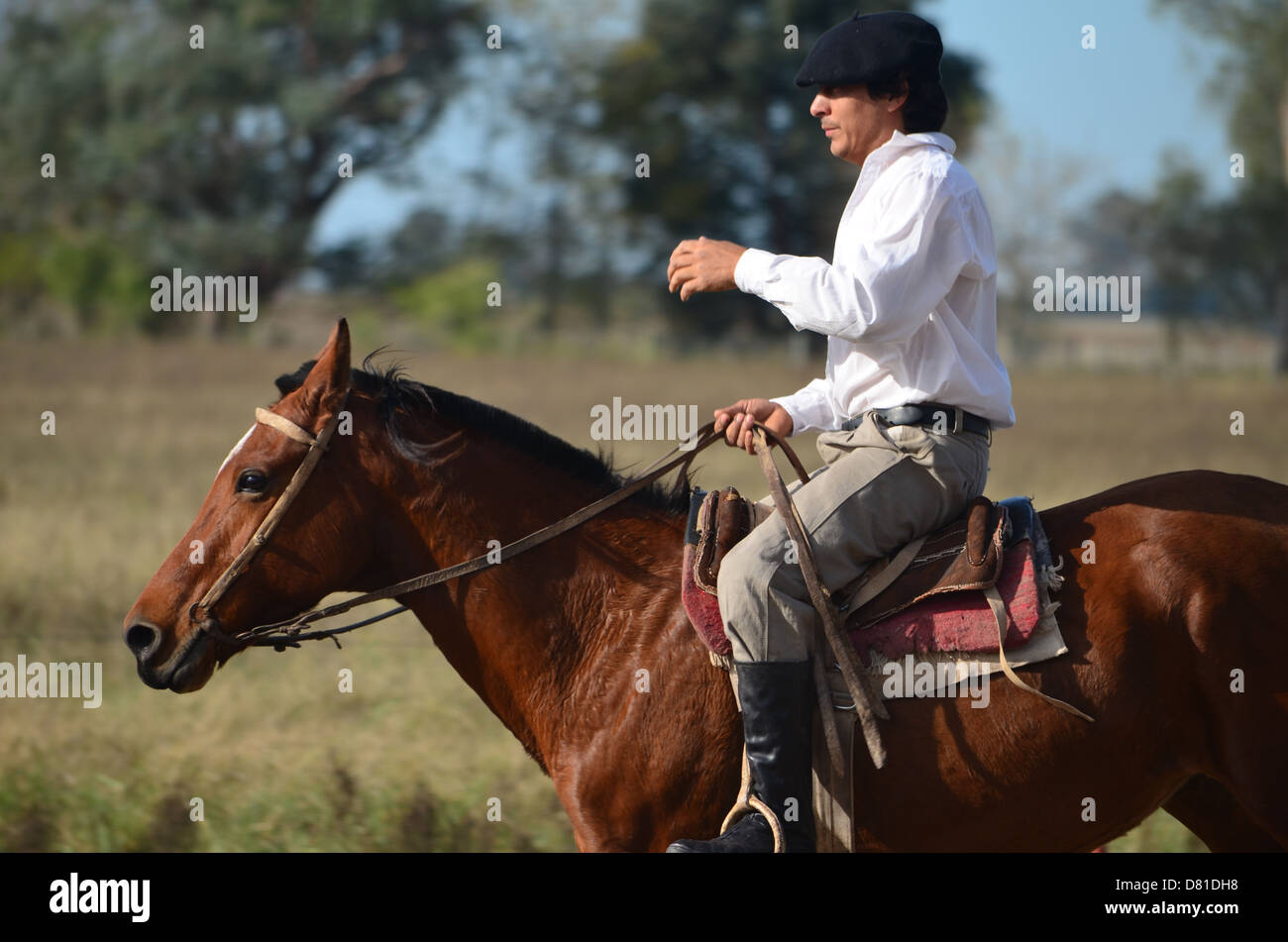 a traditional Argentinian Gaucho on his horse in the pampas Stock Photo ...