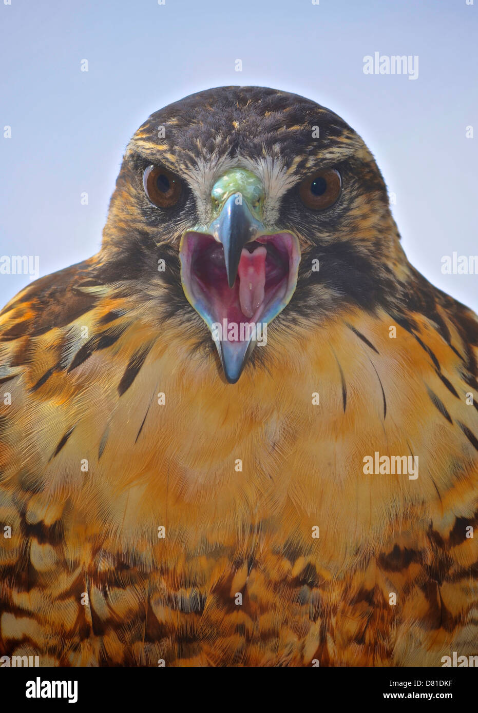 Hawk beak angry hi-res stock photography and images - Alamy