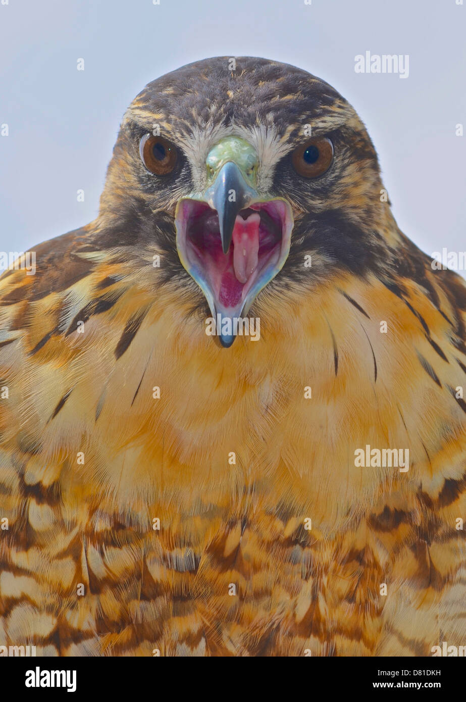 Screaming hawk hi-res stock photography and images - Alamy
