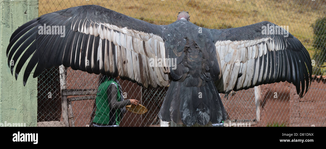 Andean Condor spreading its wings at an animal rescue center near Cuzco ...