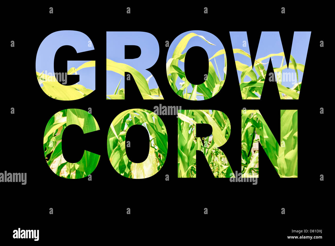 Grow corn concept image within word text Stock Photo - Alamy