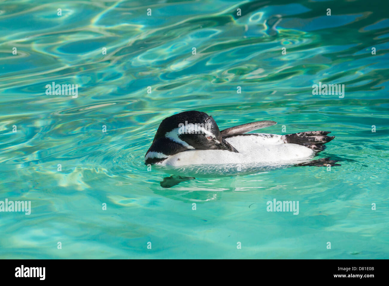 Penguin having a scratch in the water Stock Photo - Alamy
