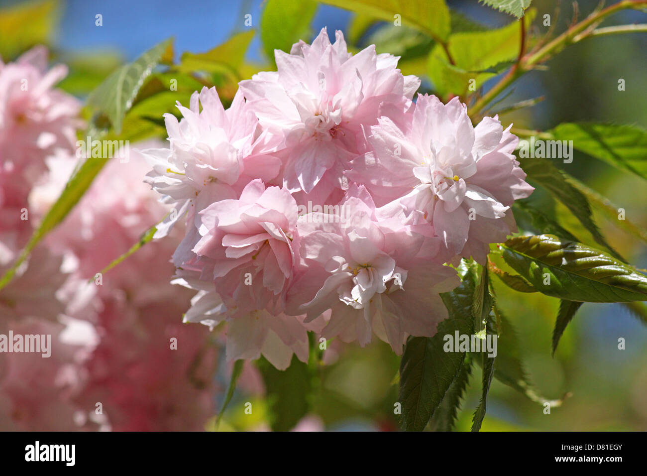 branch of cherry tree at spring Stock Photo - Alamy
