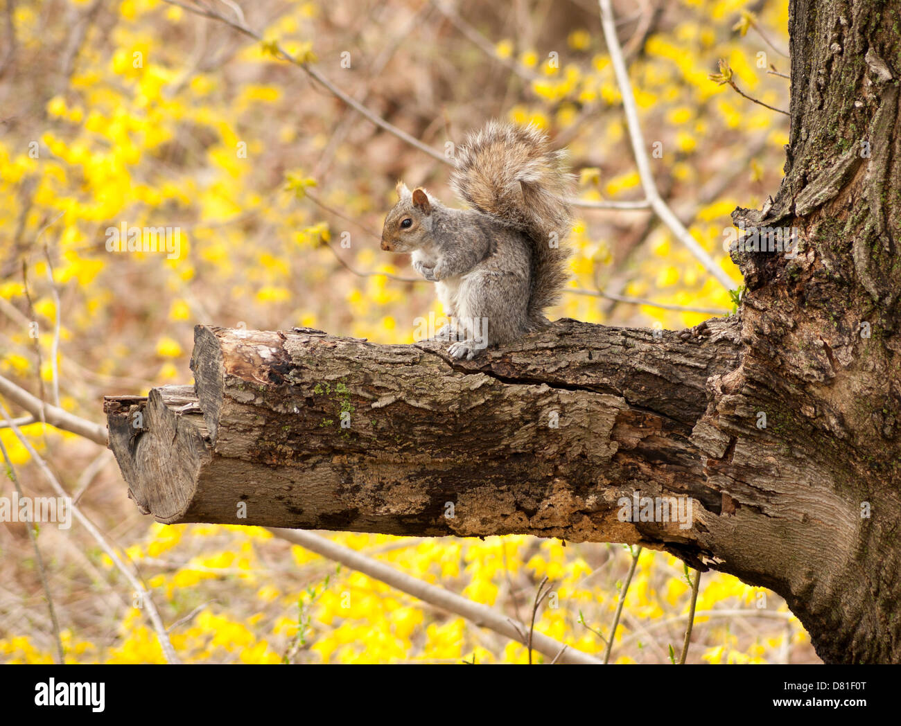 Grey squirrel on dead branch Stock Photo - Alamy