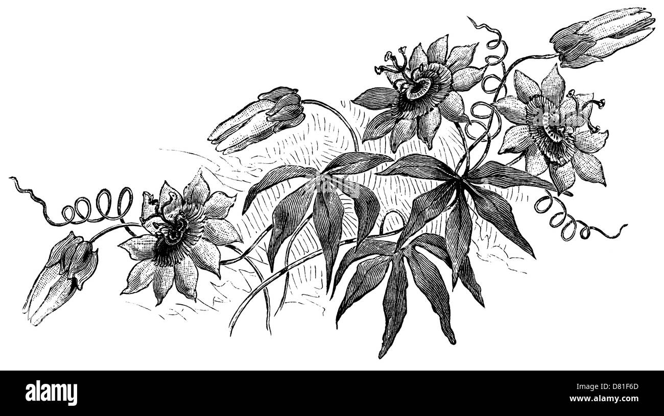 Dark passion Flowers (vintage wood engraving) from a book of goth ...