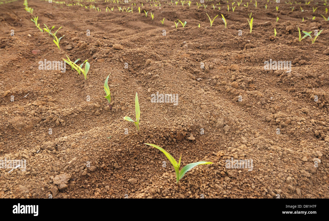 close-up of a row of seedlings of corn in a field Stock Photo - Alamy