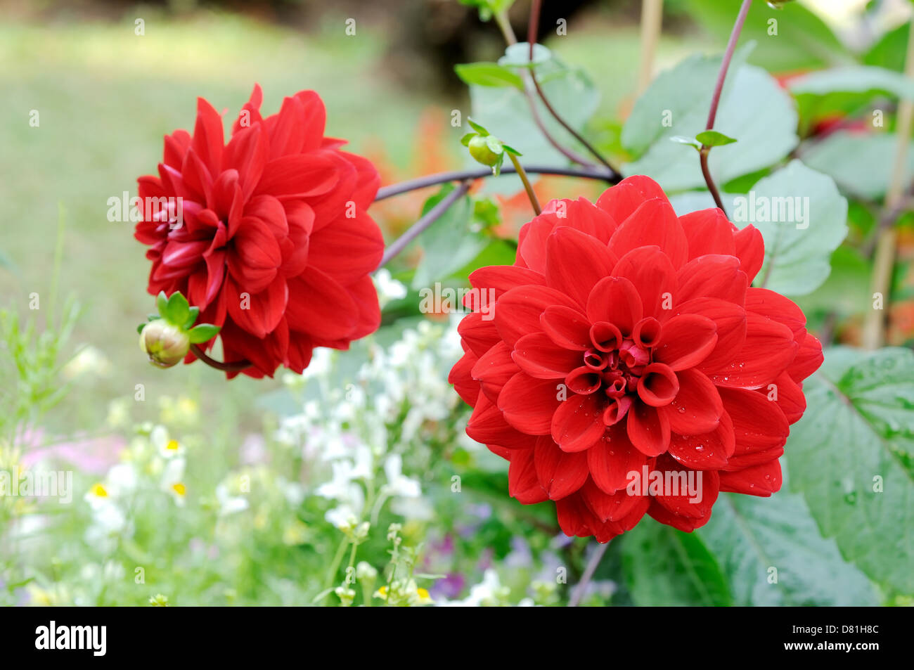 Big floral wallpaper hi-res stock photography and images - Alamy