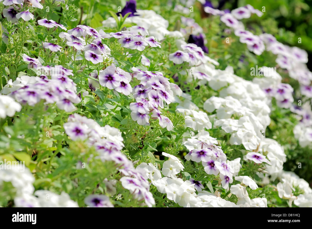 Floral park background hi-res stock photography and images - Alamy