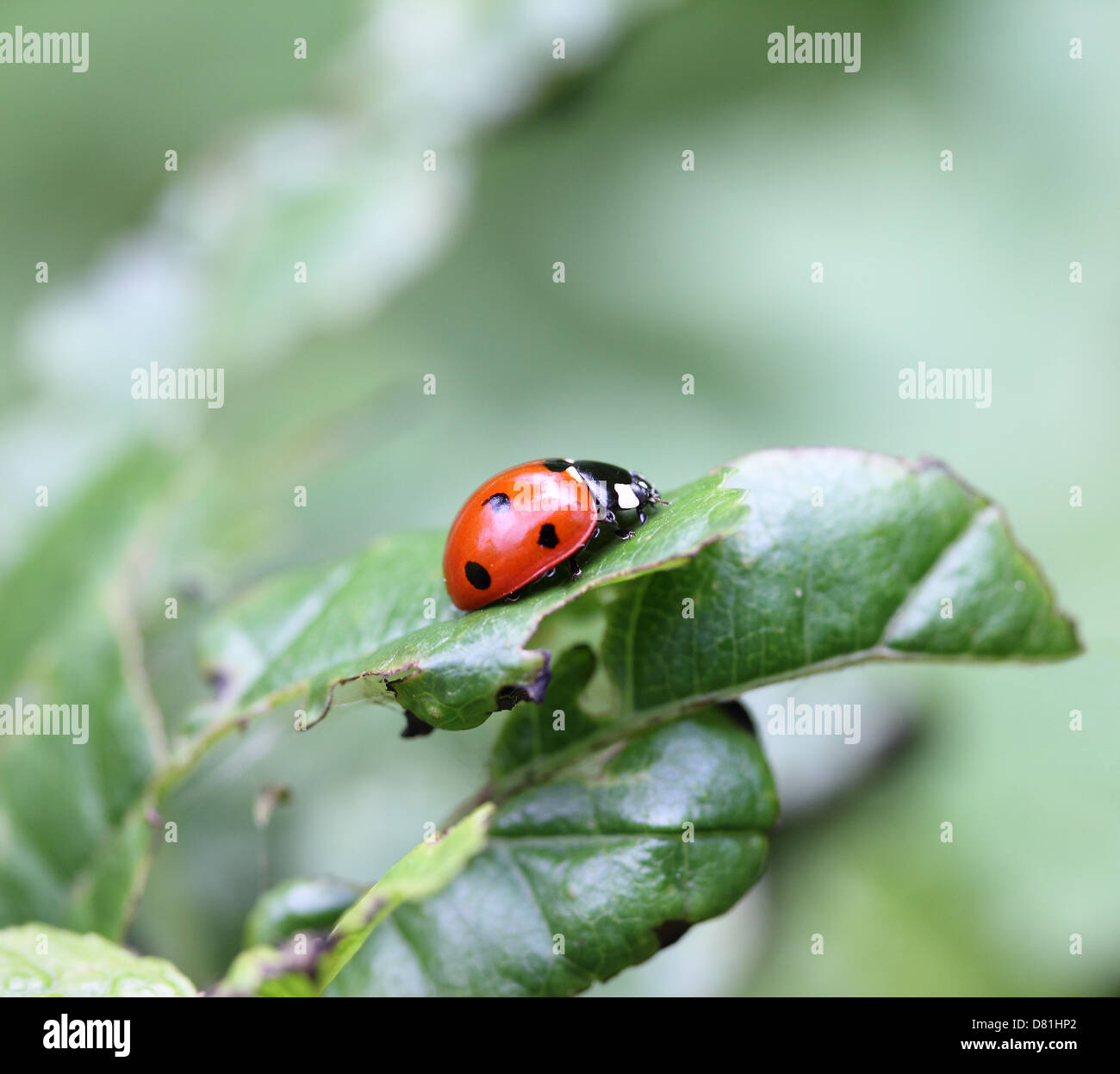 Macro of ladybird hi-res stock photography and images - Alamy