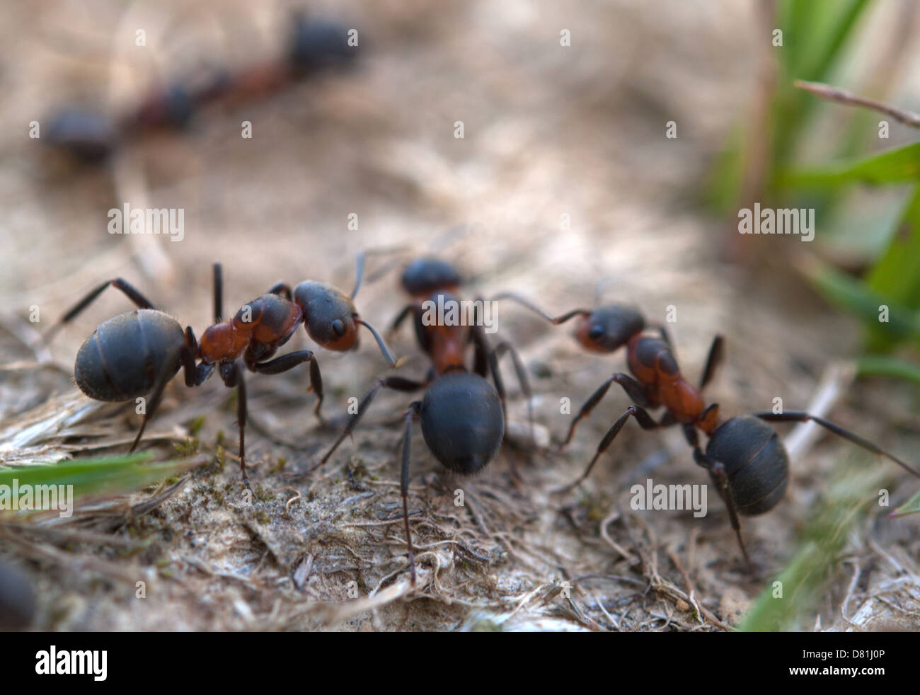 Red ants moss hi-res stock photography and images - Alamy