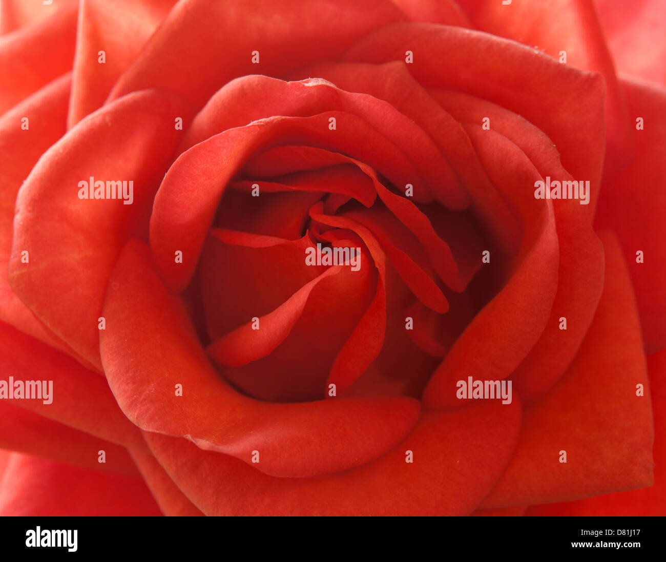texture of rose. Close up Stock Photo - Alamy