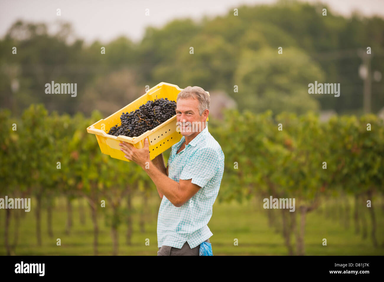 Men carrying grape hi-res stock photography and images - Alamy