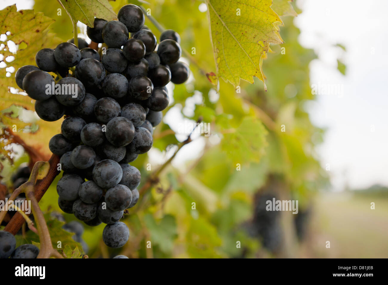 Close up of grapes on vine Stock Photo - Alamy