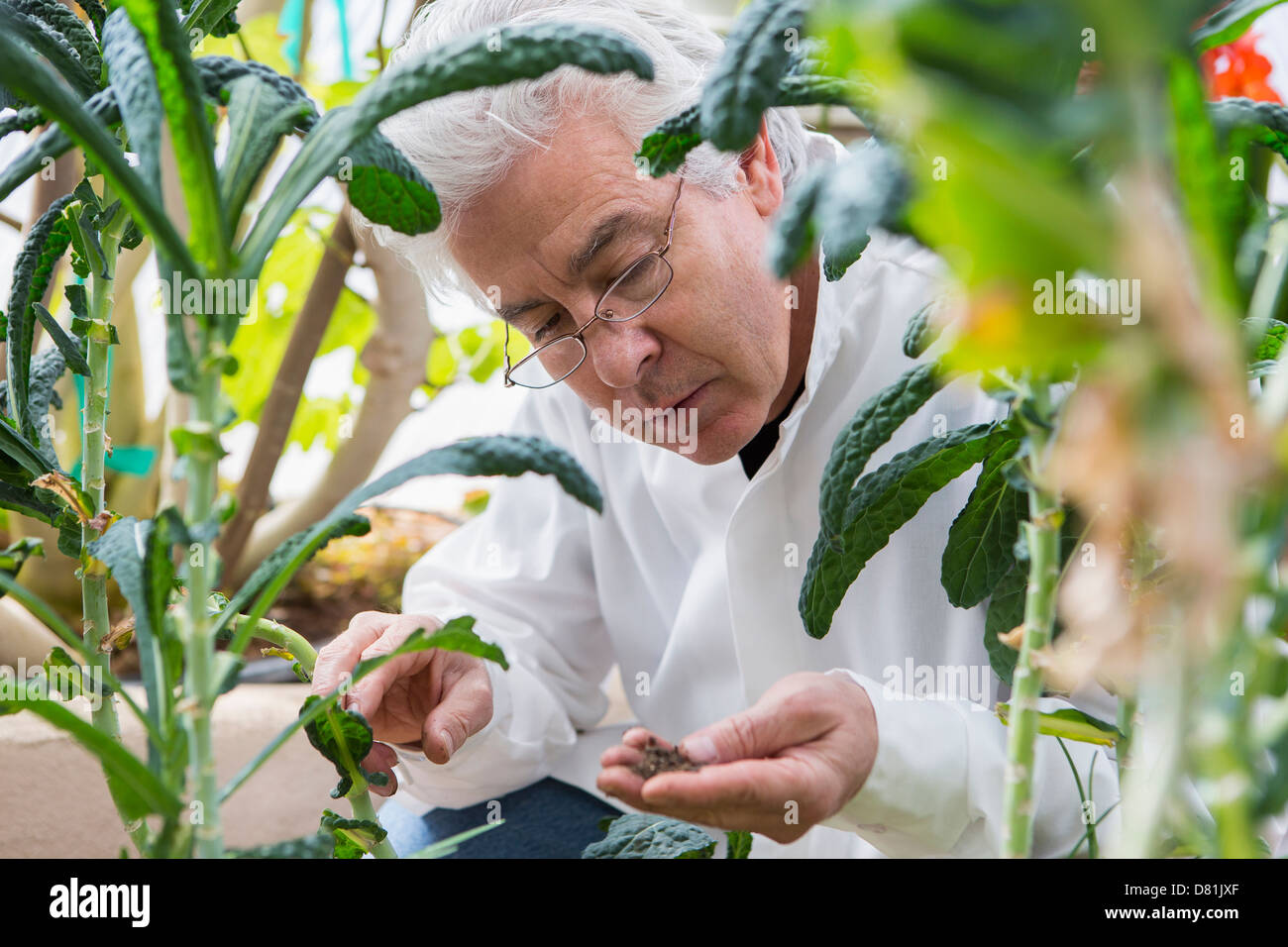 Hispanic scientist examining plants in greenhouse Stock Photo - Alamy