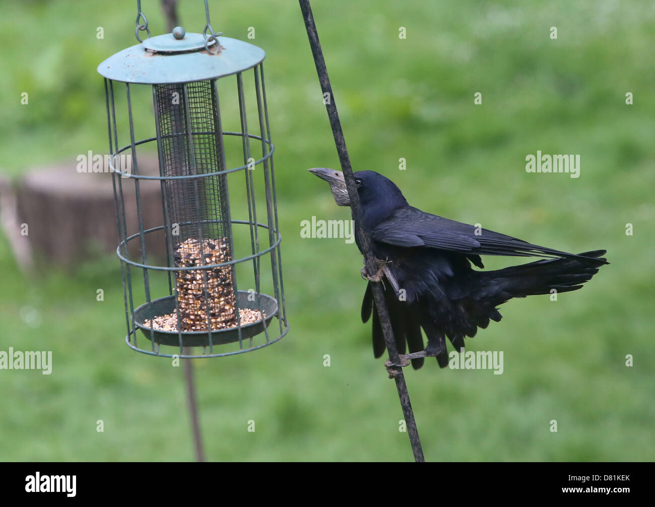 Rook on a bird feeder hi-res stock photography and images - Alamy