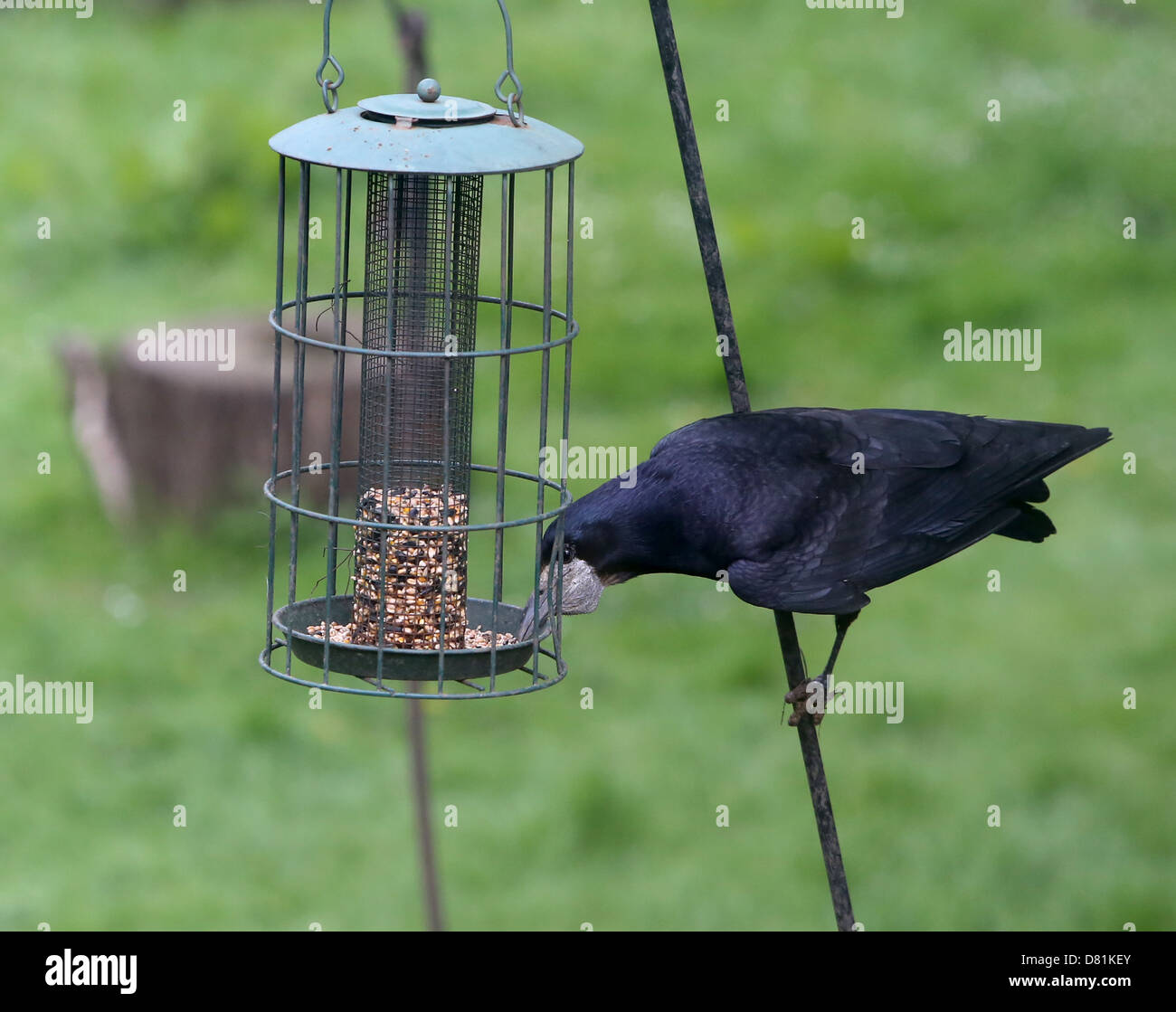 Rook on a bird feeder hi-res stock photography and images - Alamy
