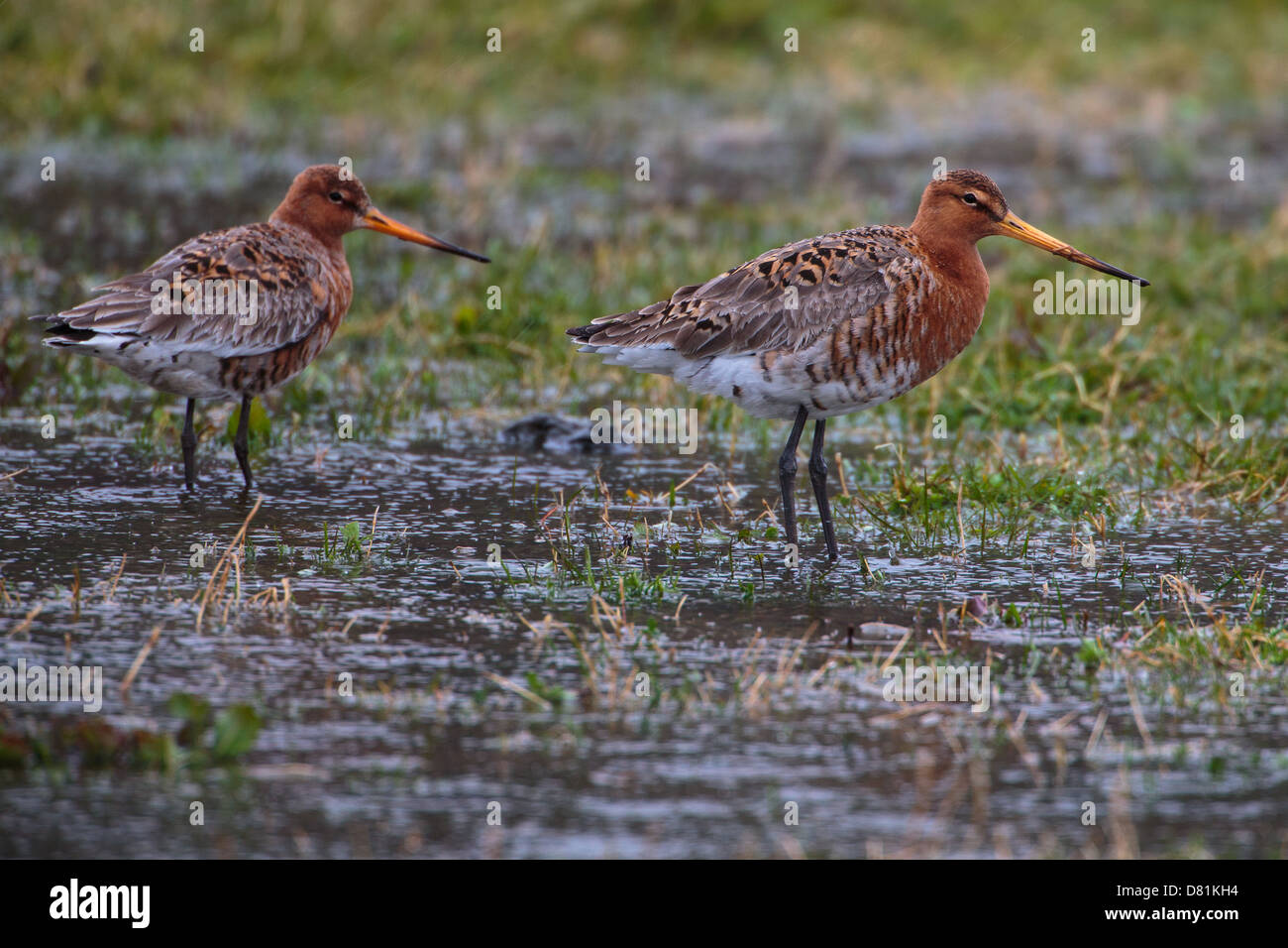 Black-tailed Godwit, Limosa limosa, moulting into summer plumage Stock ...